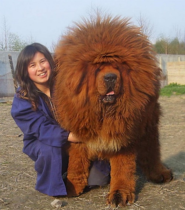 15 Facts About Tibetan Mastiffs Which Will Fascinate You To Have One
