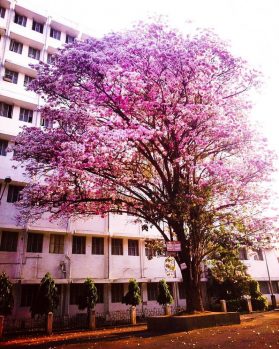 15 Photos Of Bangalore In Bloom That Shows The City Looks Magical In Spring