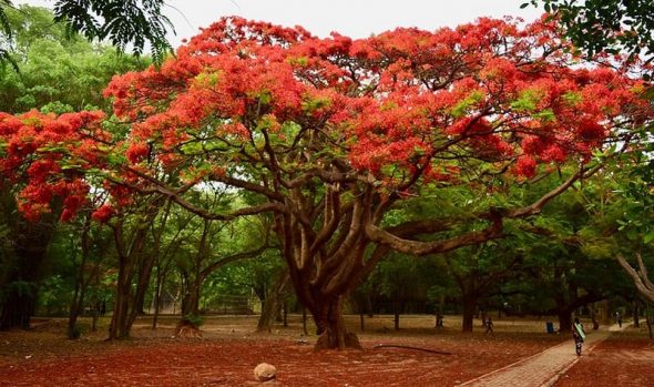 15 Photos Of Bangalore In Bloom That Shows The City Looks Magical In Spring