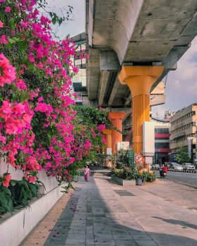 15 Photos Of Bangalore In Bloom That Shows The City Looks Magical In Spring