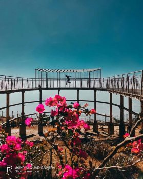15 Photos Of Bangalore In Bloom That Shows The City Looks Magical In Spring