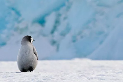 20 Adorable Baby Penguin Photos That Will Make You Wanna Cuddle With One