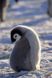 20 Adorable Baby Penguin Photos That Will Make You Wanna Cuddle With One