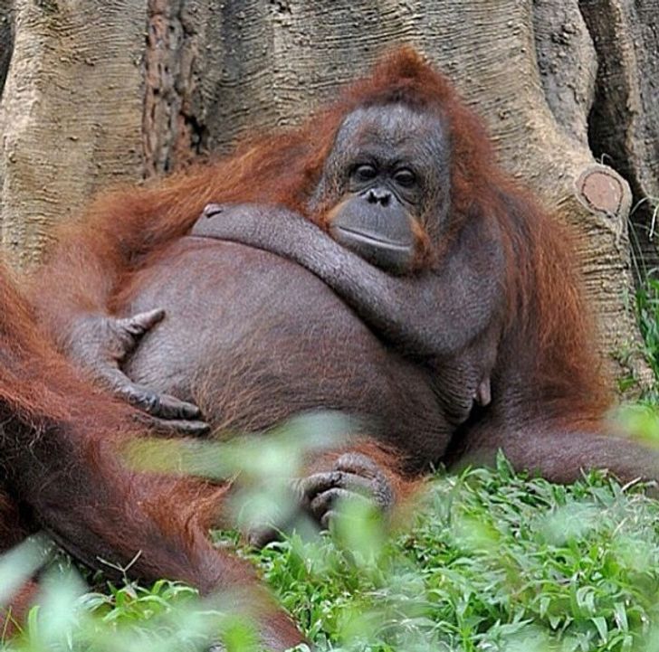 24 Animals And How They Look Before Giving Birth